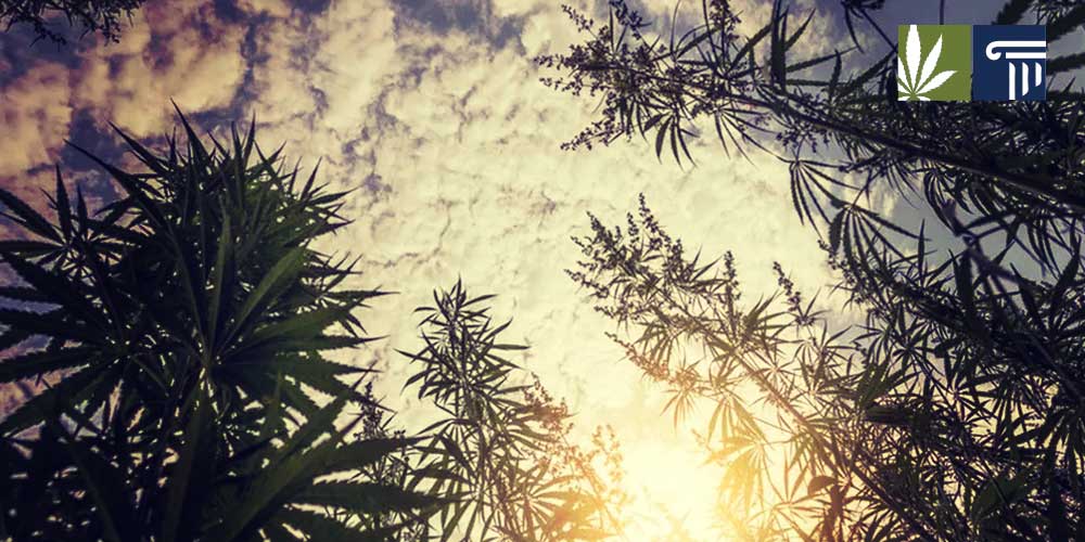 U.S. Senate Votes to Legalize Hemp | Marijuana and the Law